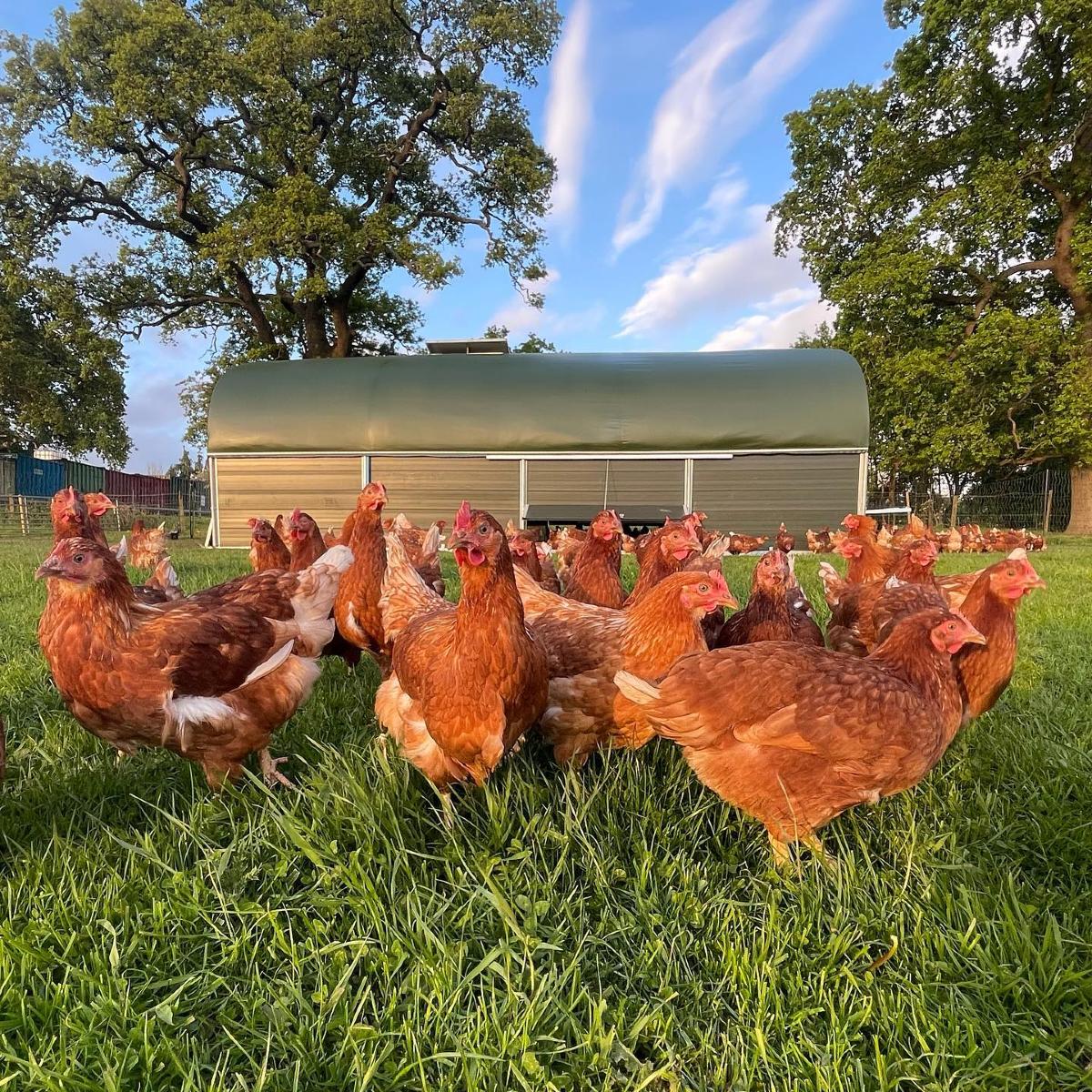 Fresh Eggs - Local Producer