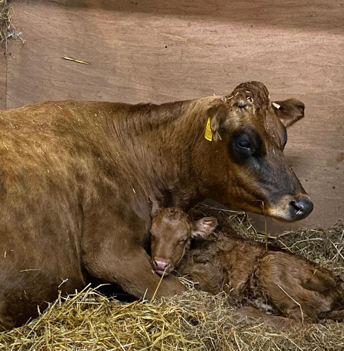 Find producers near you - Local Producer