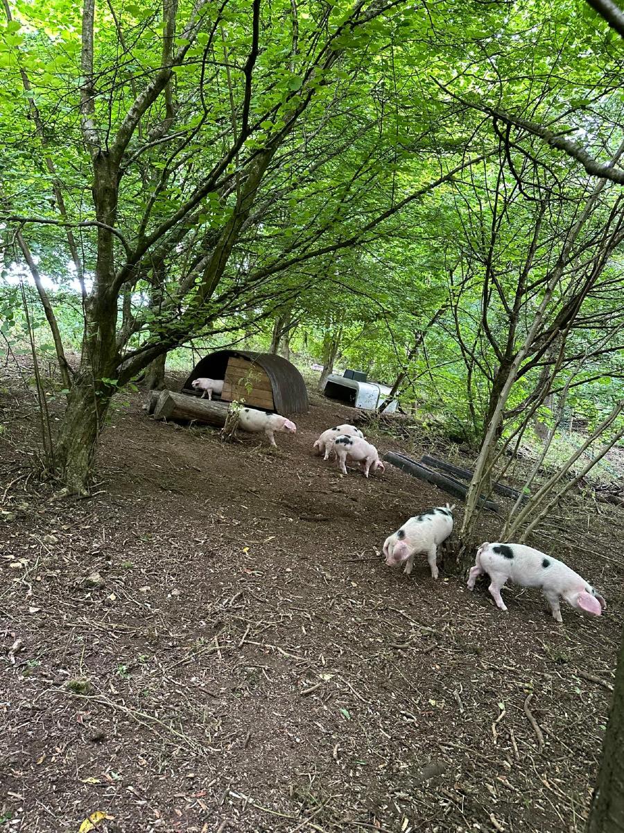 Discover local produce near you - Local Producer