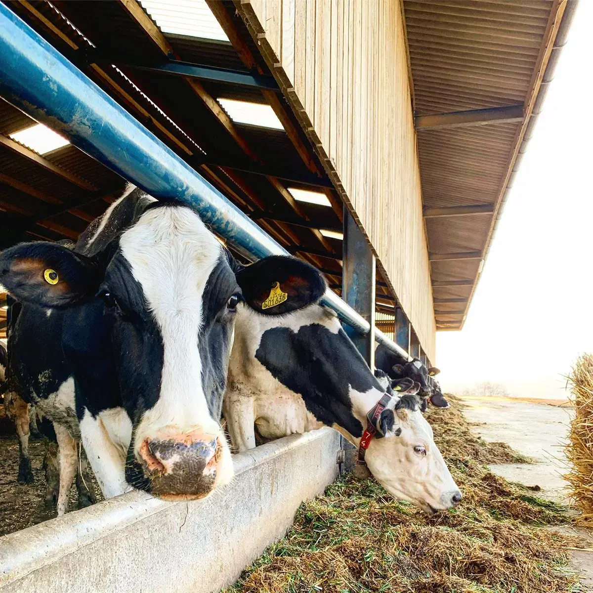 Find milk vending machines near you - Local Producer