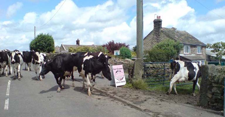 Discover local produce near you - Local Producer