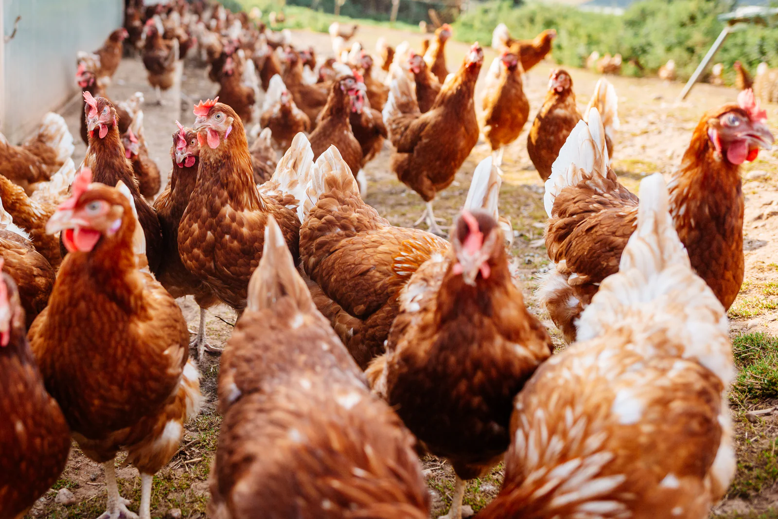 Discover local produce near you - Local Producer